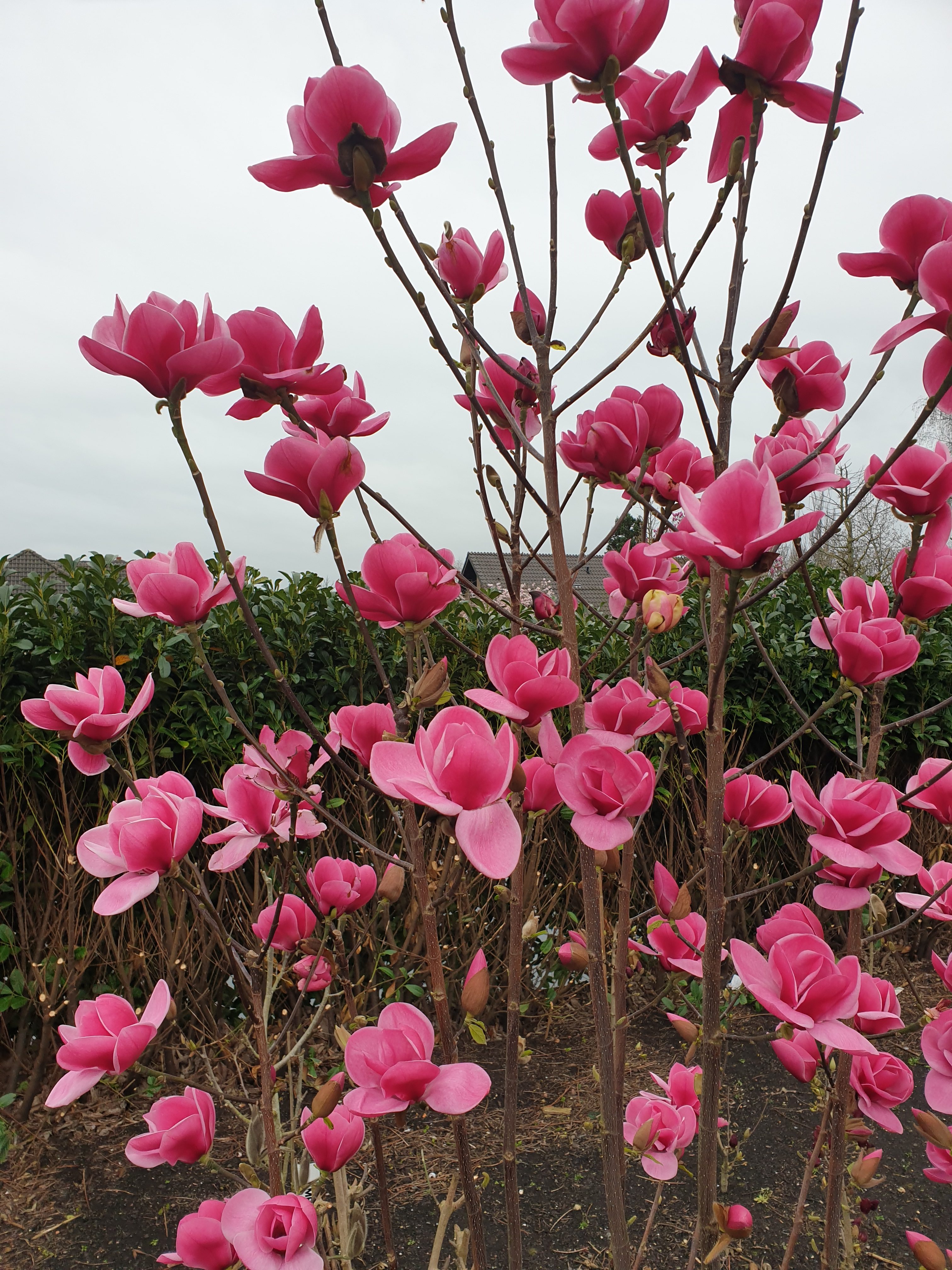 Magnolia ‘Watermelon’ pbr.